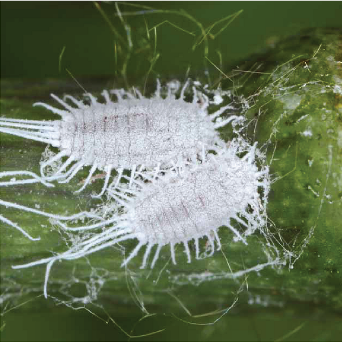 Community Question: How would you get rid of mealy bugs? – BIOS Nutrients